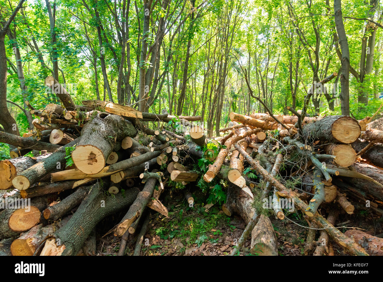 Log stacks of sawn trees Stock Photo - Alamy