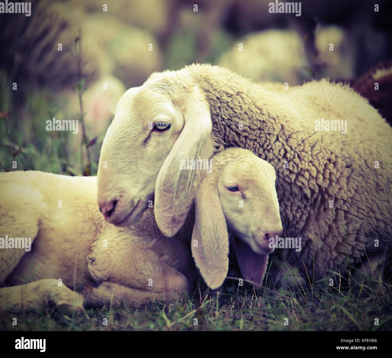lamb with his mother in the middle of the flock of sheep with vintage ...