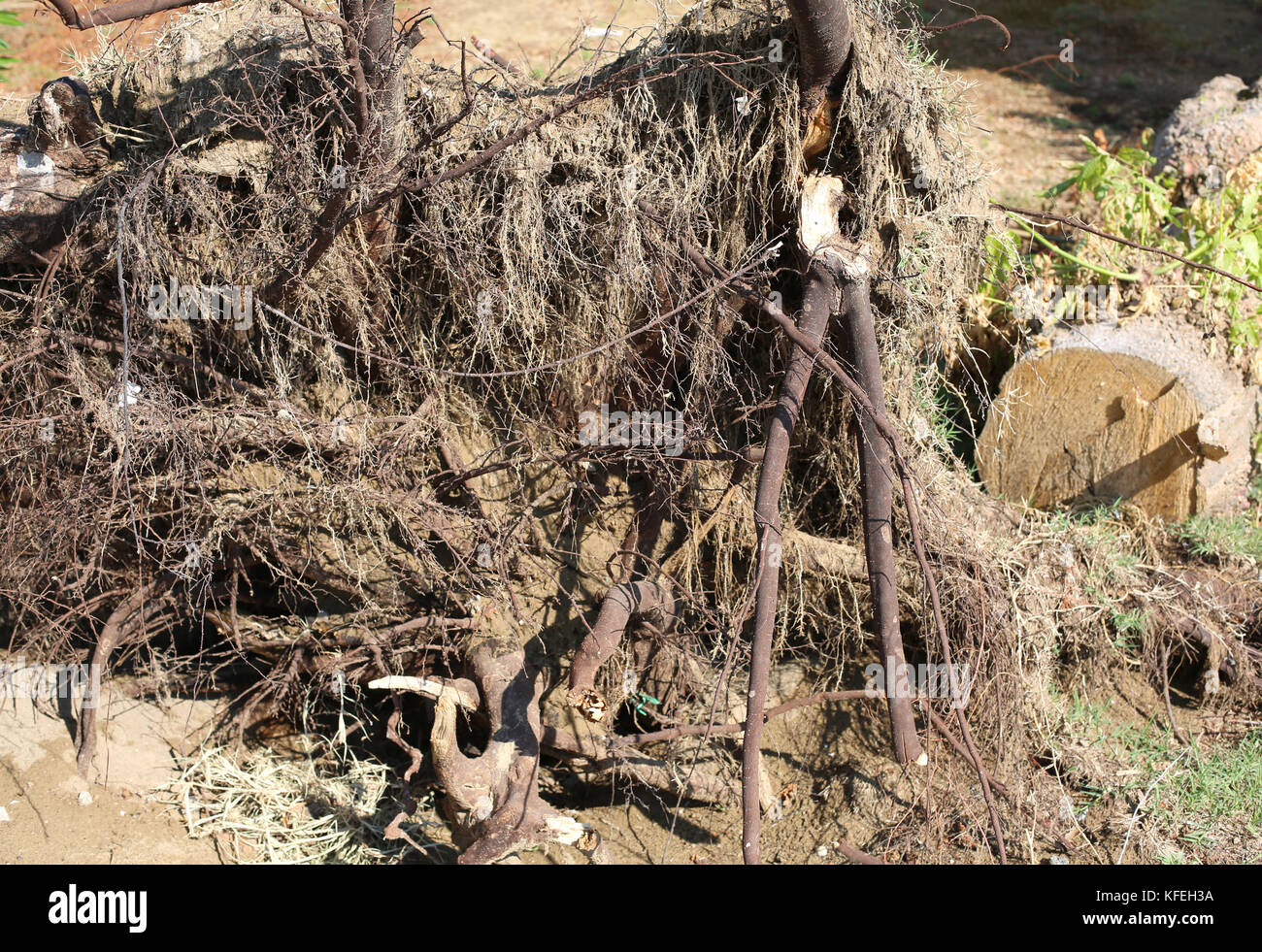 so many roots of a wind-rooted tree after the hurricane on the sandy ...