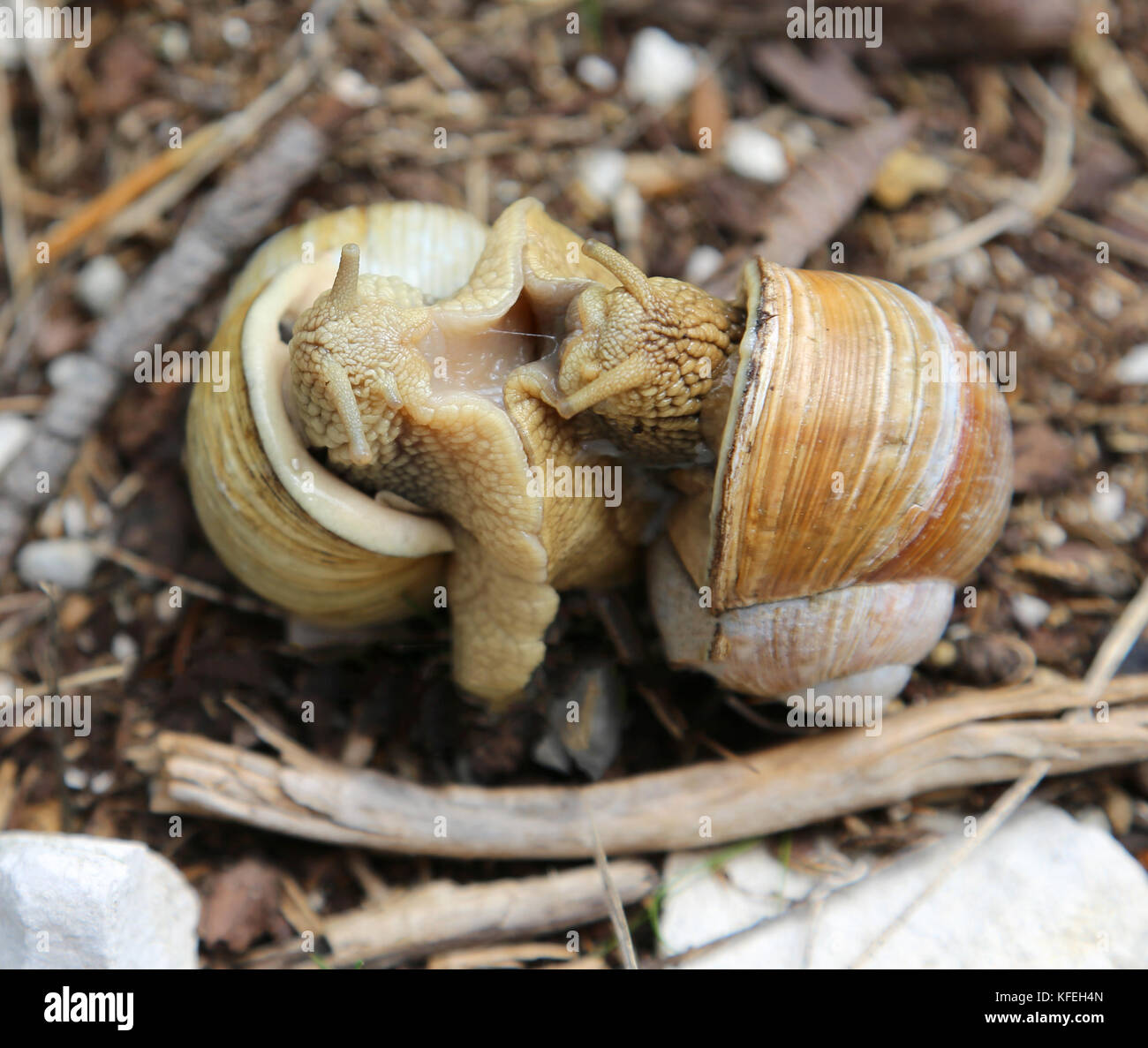 two snails during the pairing join each other Stock Photo - Alamy