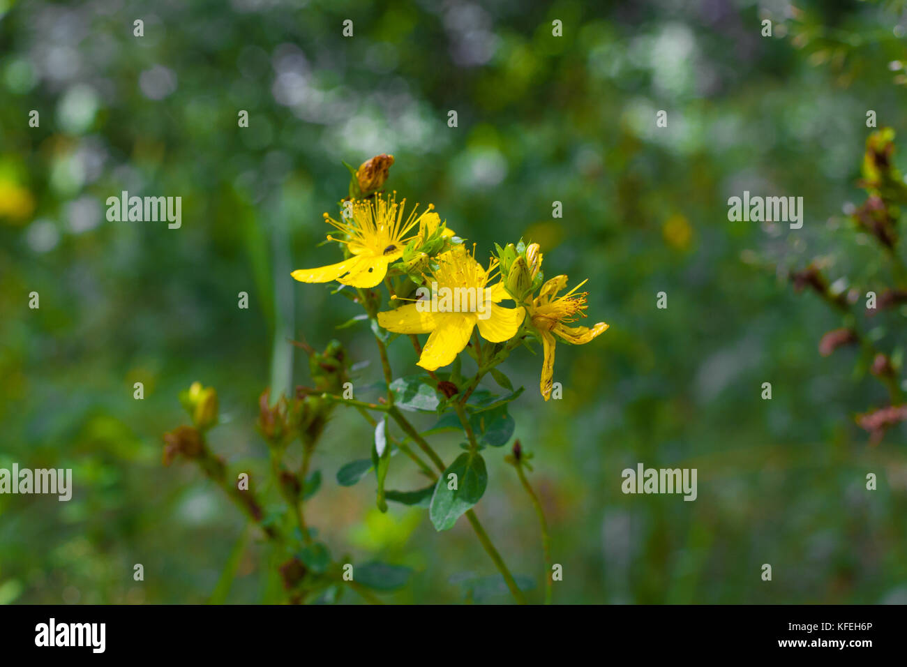 Perforate St John s wort. Hypericum perforatum macro flowering plant ...