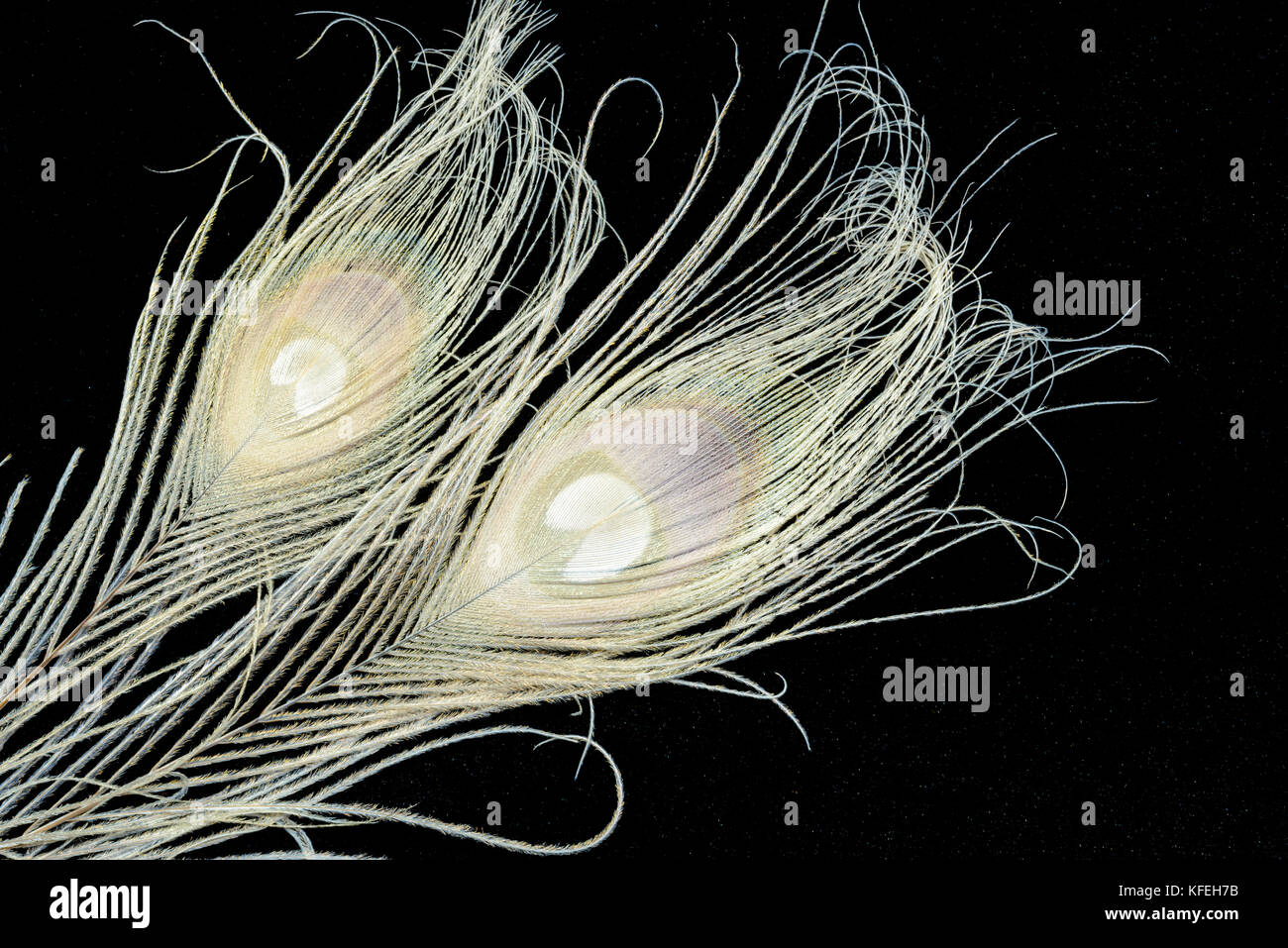 Set of fluffy feathers isolated on black background Stock Photo - Alamy