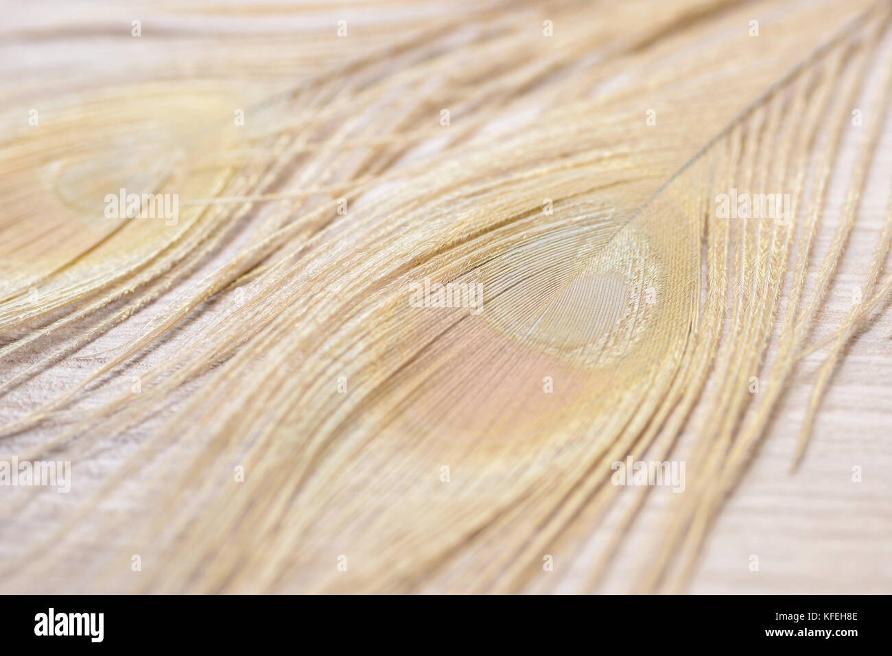 Abstract feathers set hi-res stock photography and images - Alamy
