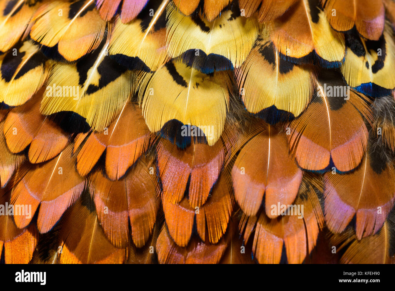 Set of fluffy feathers on wooden background Stock Photo - Alamy