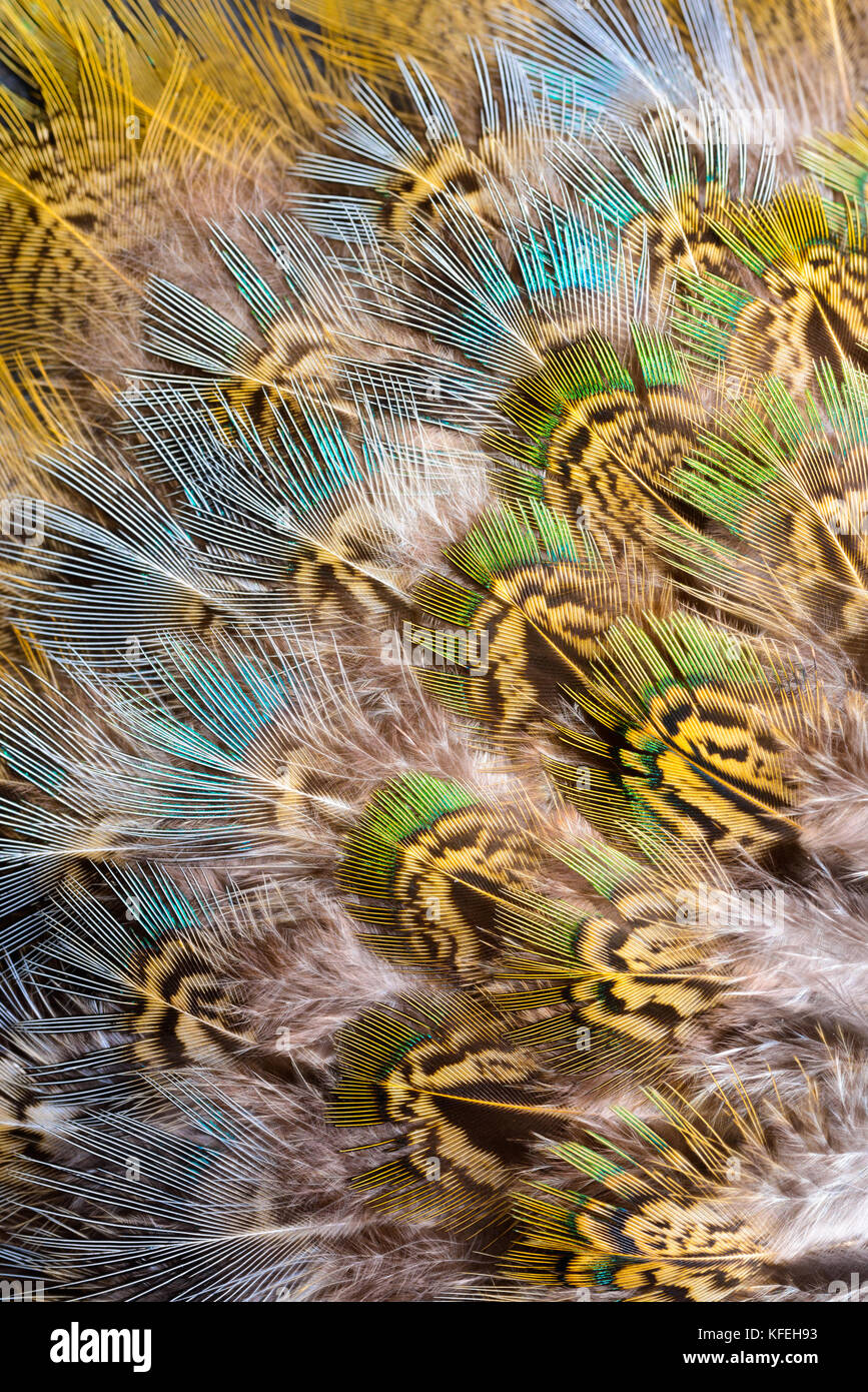 Set of fluffy feathers on wooden background Stock Photo - Alamy
