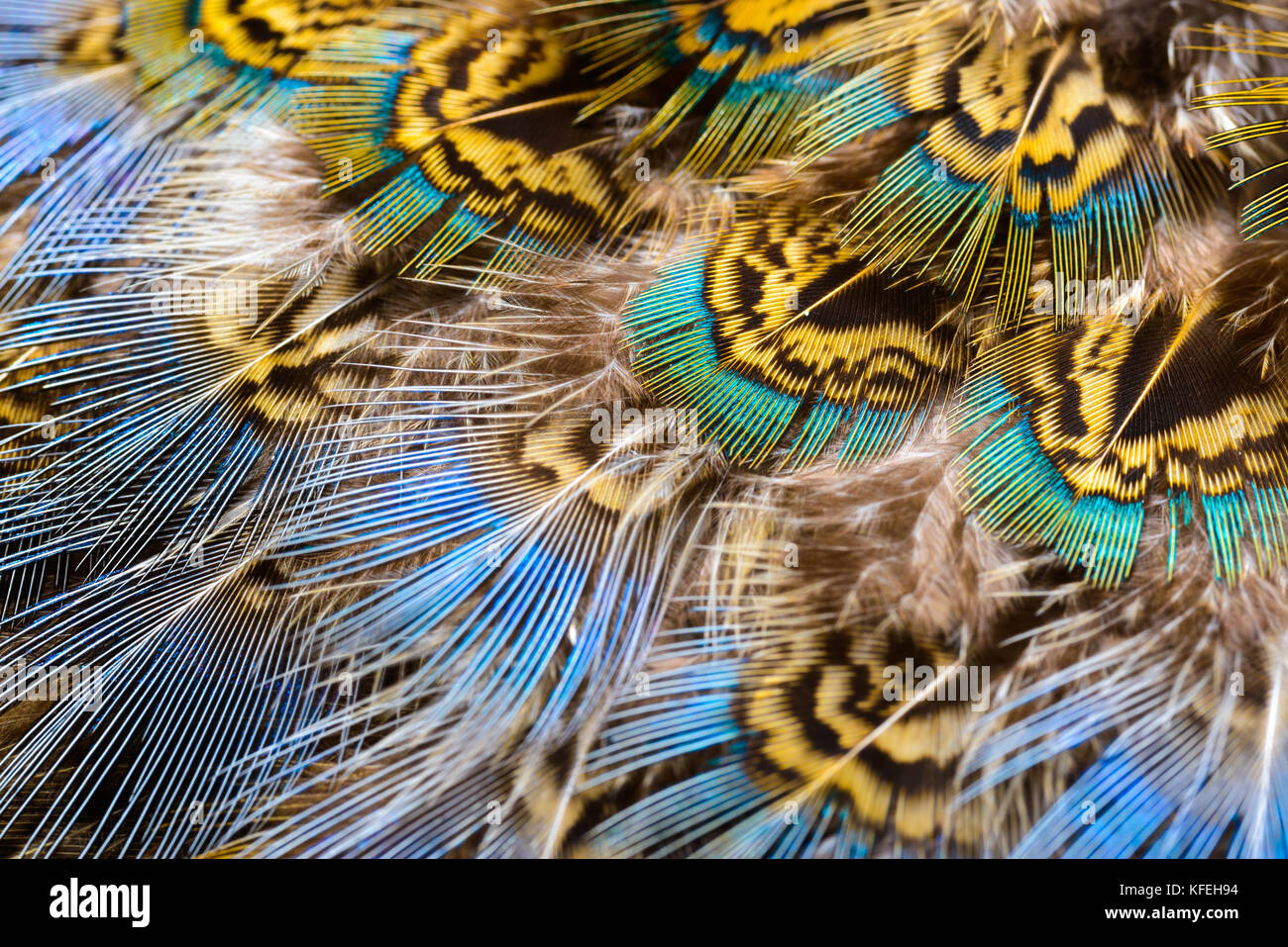 Set of fluffy feathers on wooden background Stock Photo - Alamy