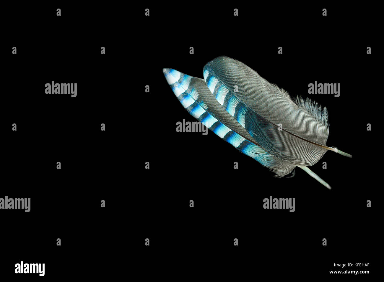 Two different feathers with one match pattern for both Stock Photo - Alamy