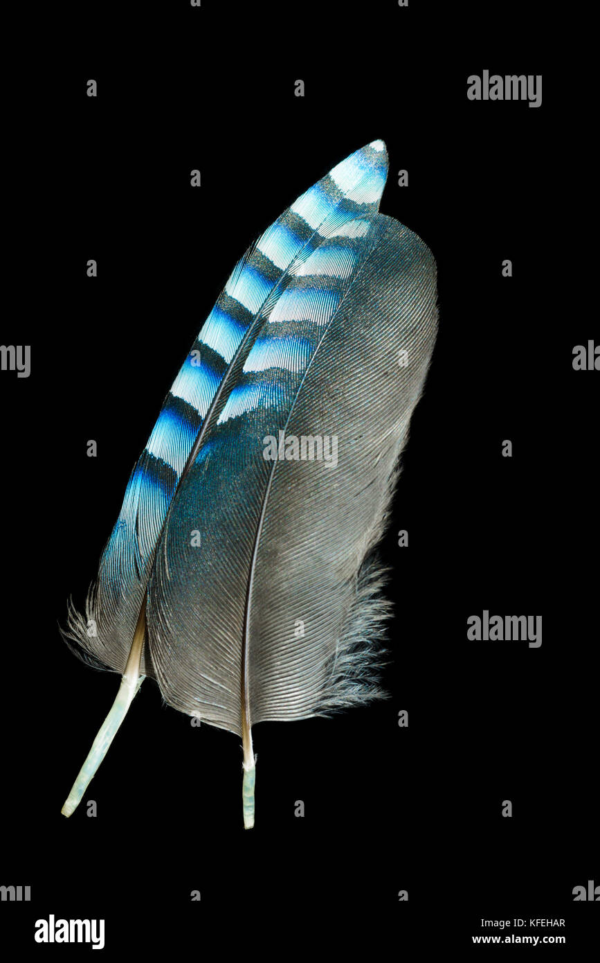 Two different feathers with one match pattern for both Stock Photo - Alamy