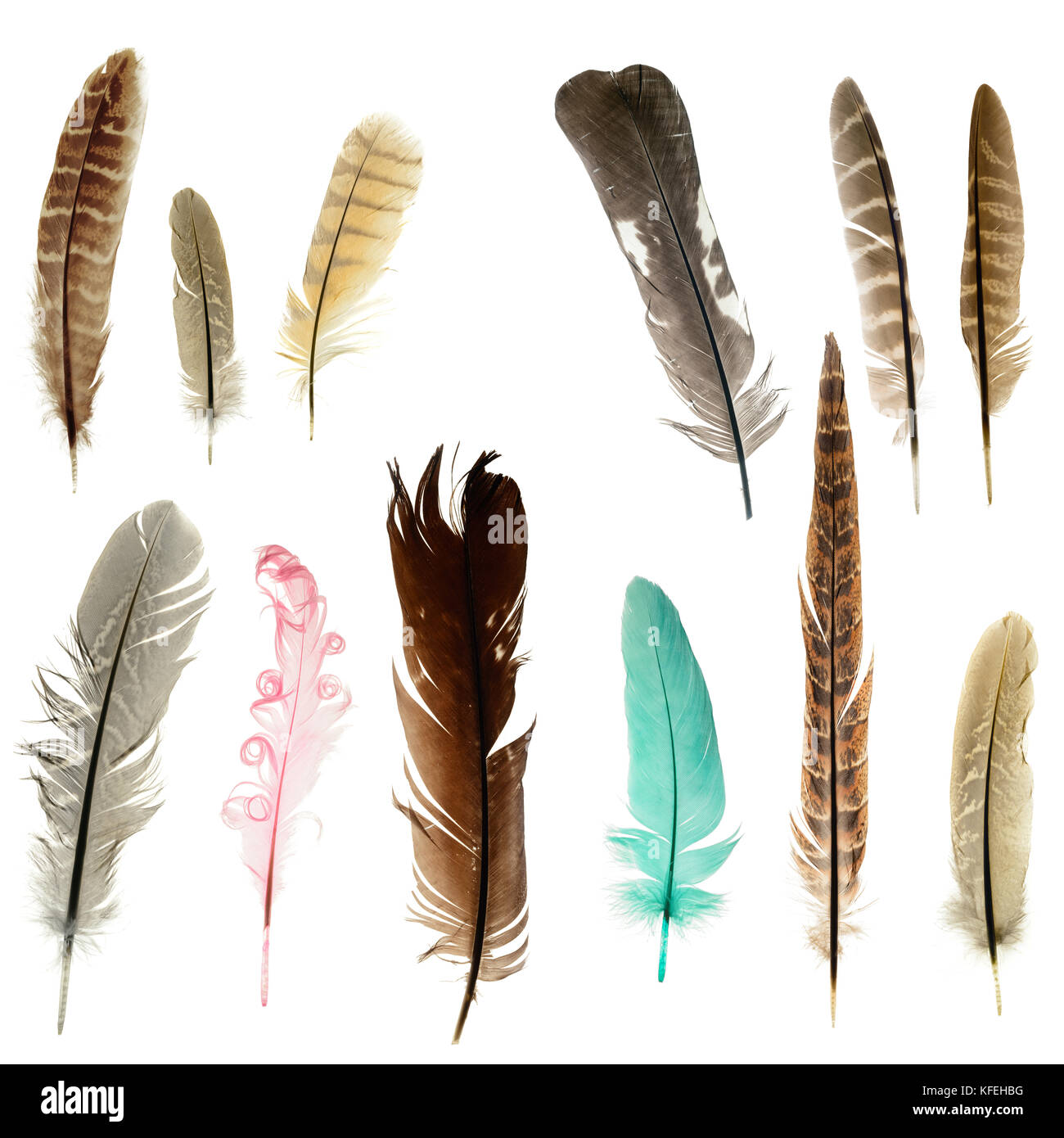 Set of fluffy feathers isolated on white Stock Photo - Alamy