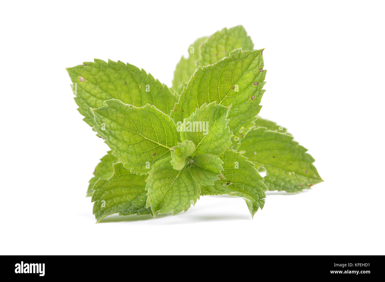 Peppermint on white background Stock Photo - Alamy