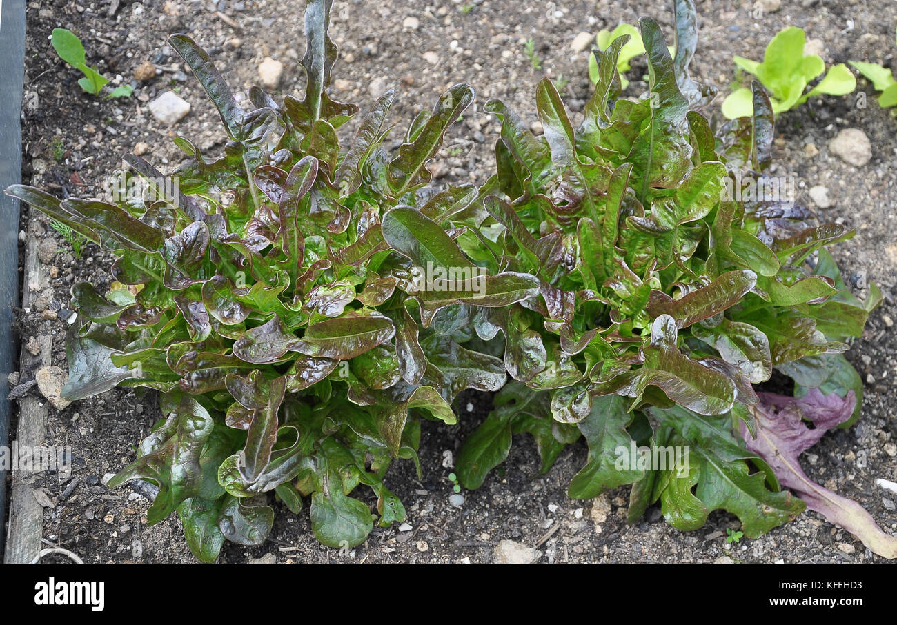 Young pick and pluck lettuce in vegetable garden Stock Photo - Alamy