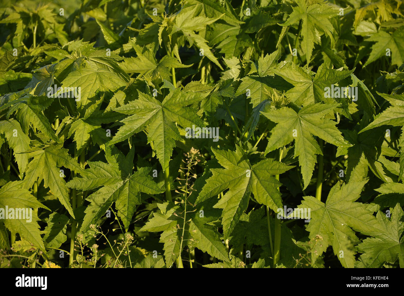Virginia mallow sida hermaphrodita hi-res stock photography and images ...