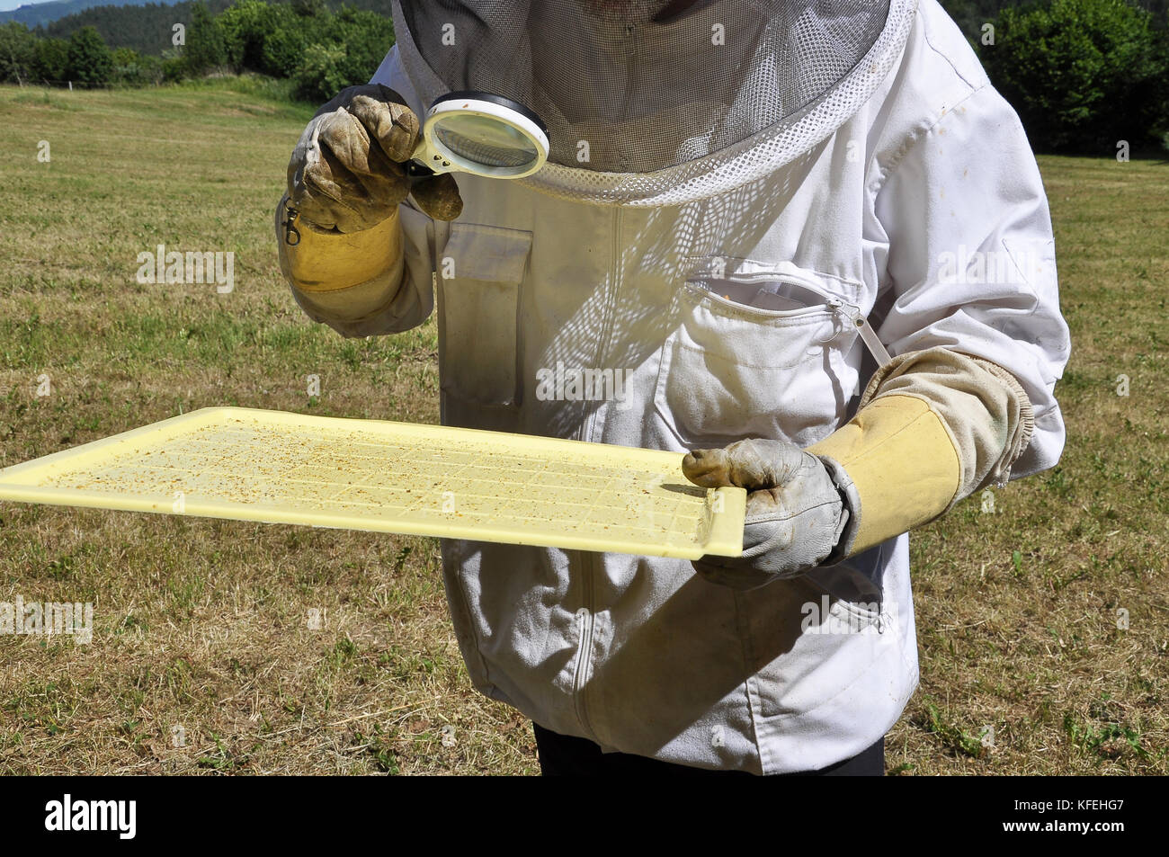 Varroa mite control hi-res stock photography and images - Alamy