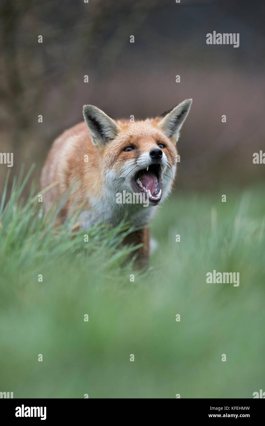 Fox mouth open hi-res stock photography and images - Alamy