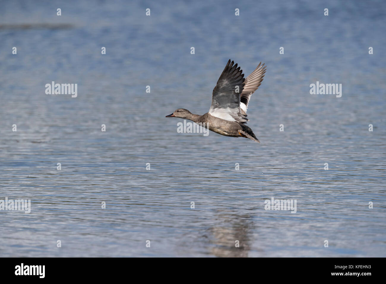 Gadwall flying hi-res stock photography and images - Alamy