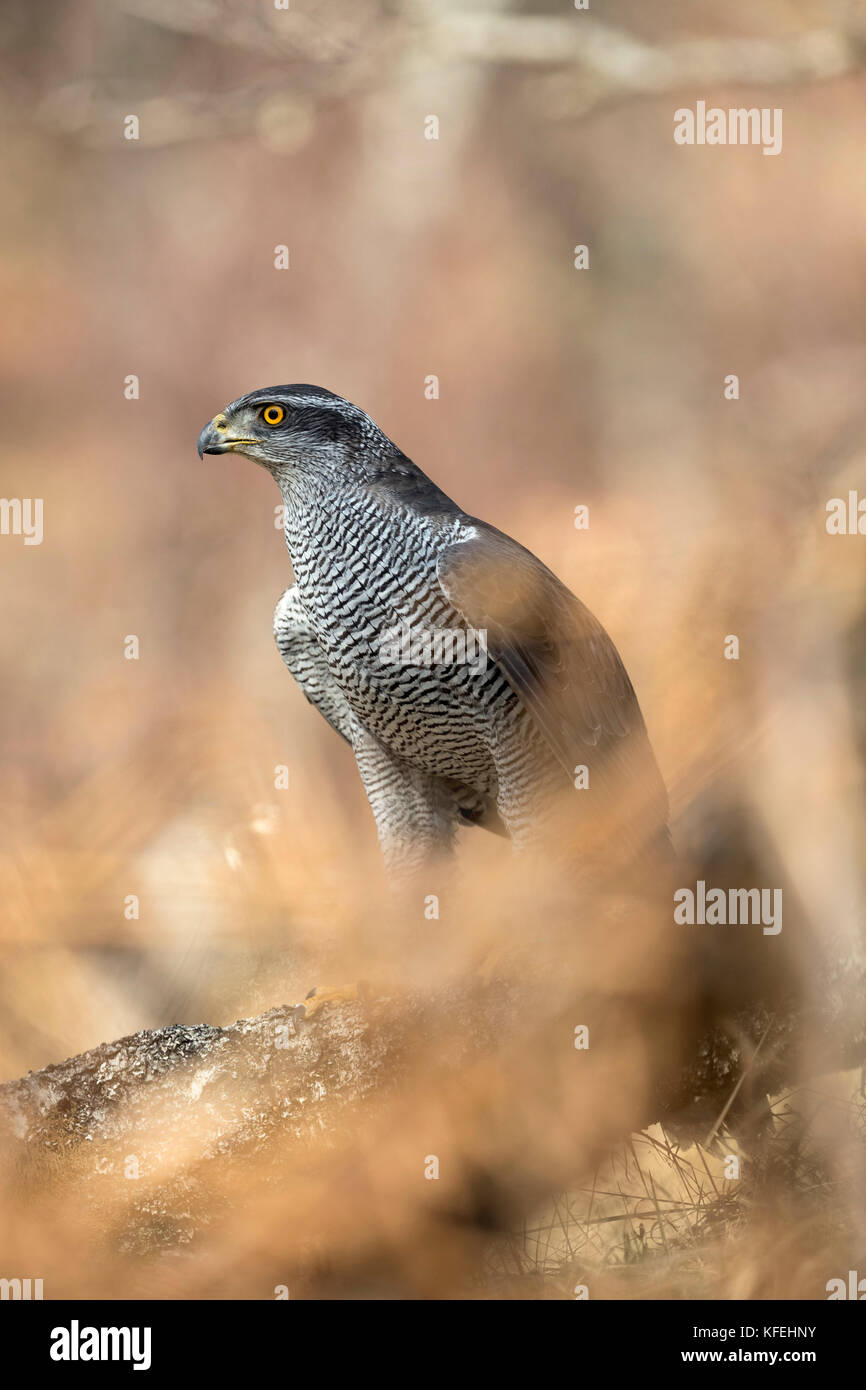 Goshawk female hi-res stock photography and images - Alamy