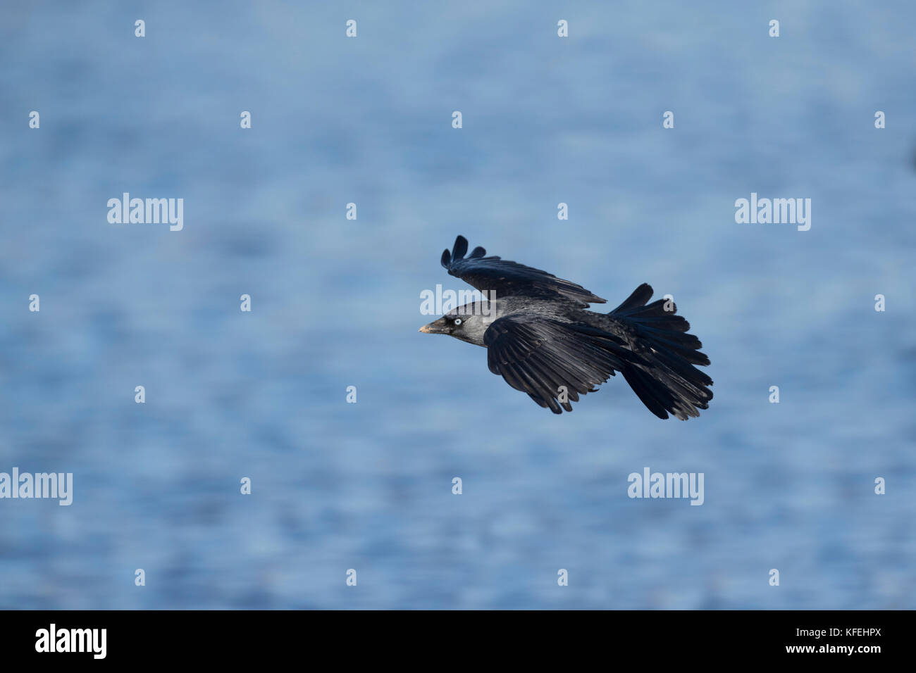 Jackdaw in flight uk hi-res stock photography and images - Alamy
