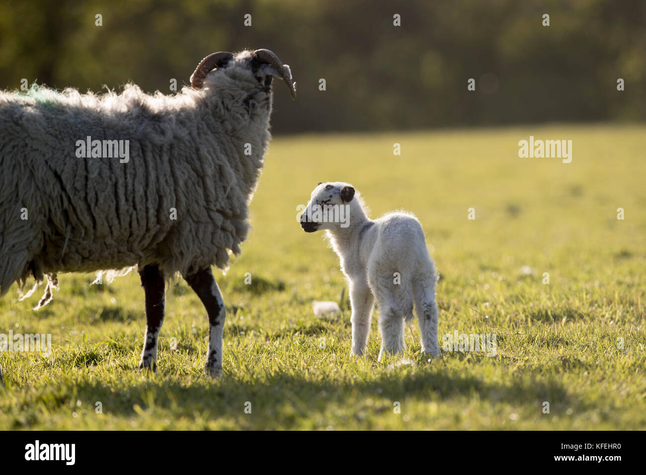 Animal lamb sheep hi-res stock photography and images - Alamy