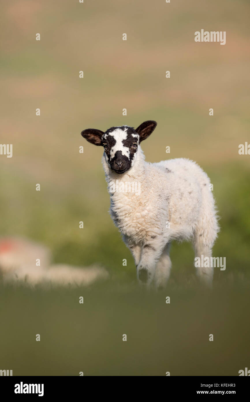 Lancashire lamb hi-res stock photography and images - Alamy