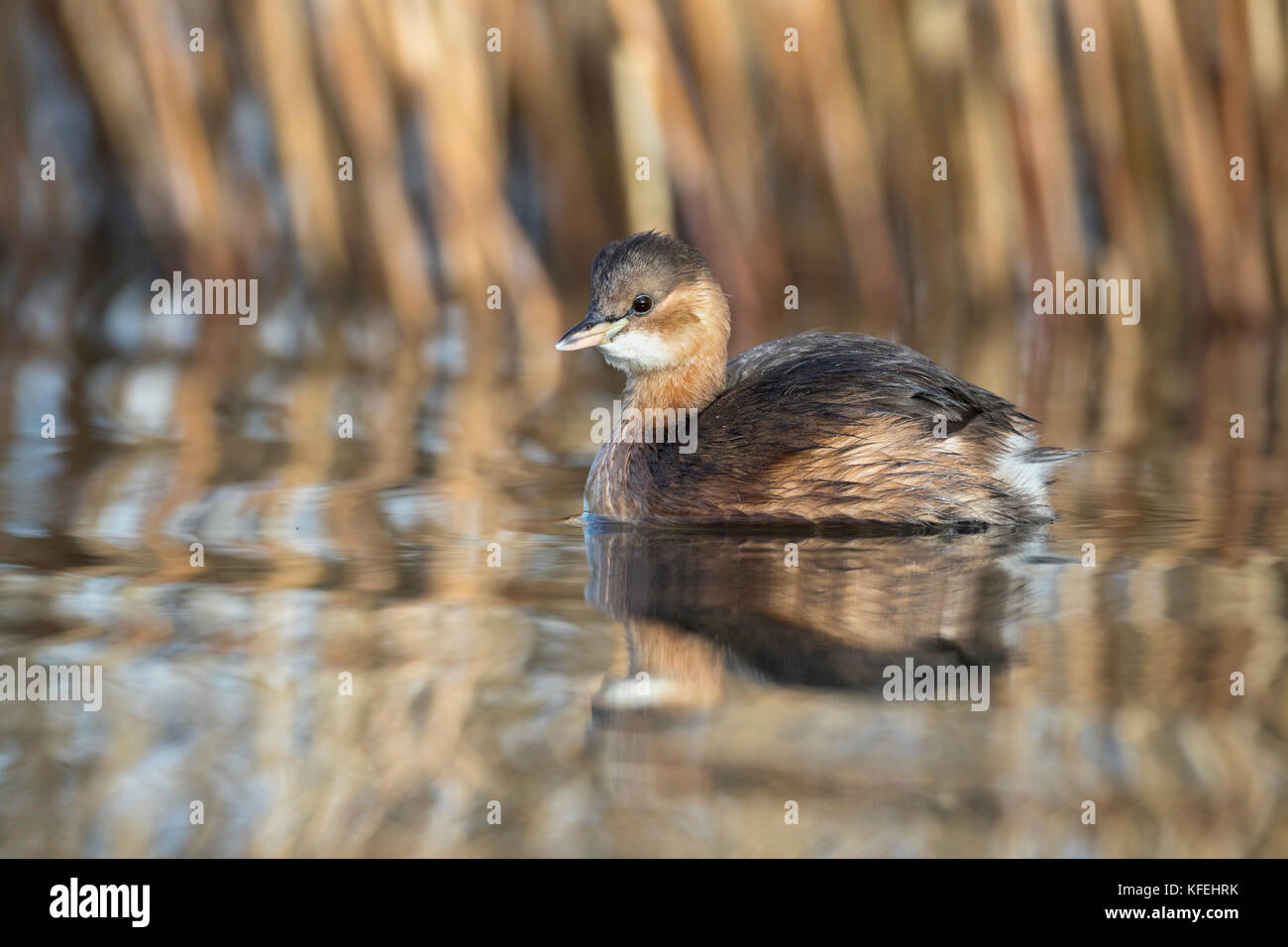 Little Grebe; Tachybaptus ruficollis Single in Winter Plumage Cornwall ...