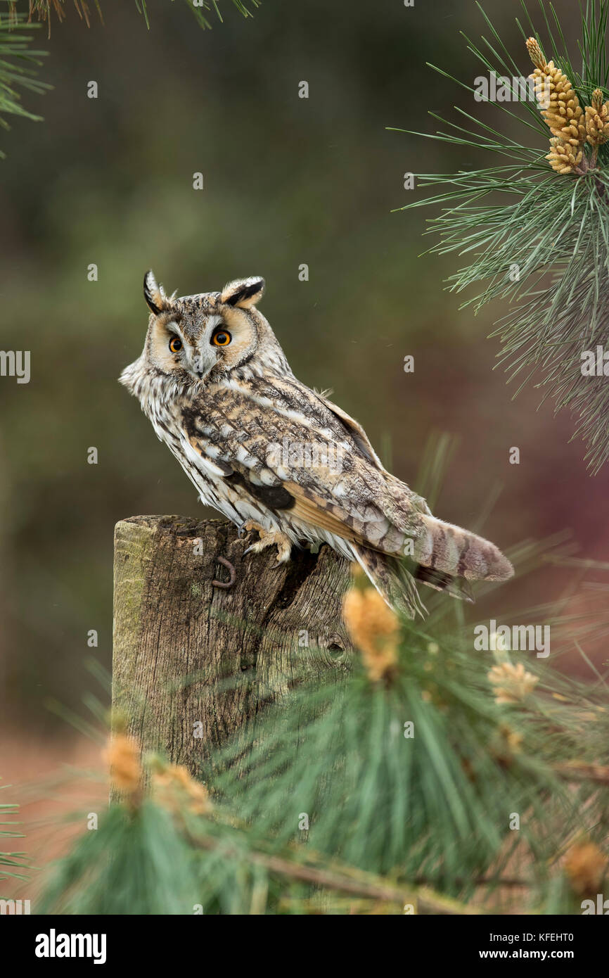 Long Eared Owl; Asio otus Single; Captive; in Pine Tree Cornwall; UK ...