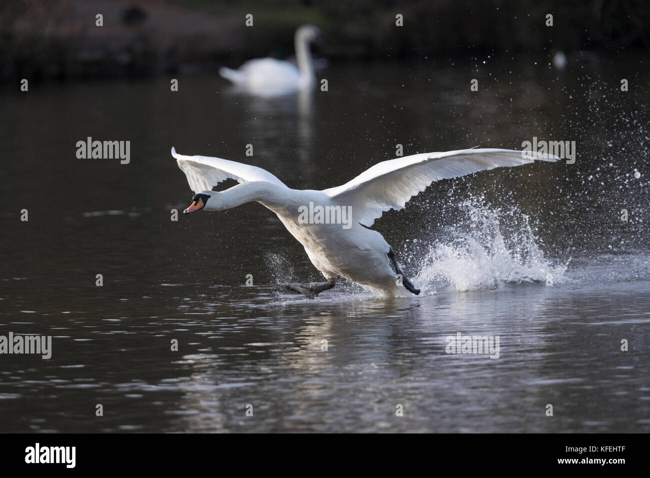 Mute Swan; Cygnus olor Single Flapping Over Water Cornwall; UK Stock ...