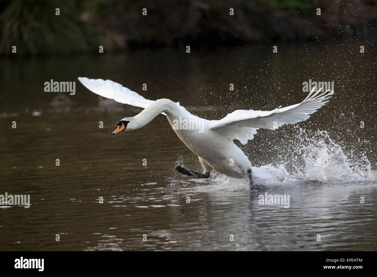 Swan feet hi-res stock photography and images - Alamy