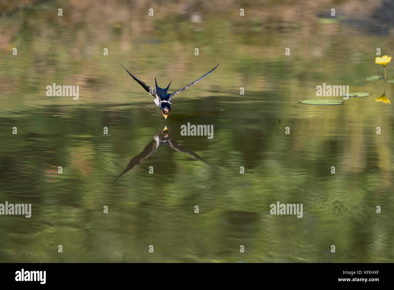 Swallow of water hi-res stock photography and images - Alamy