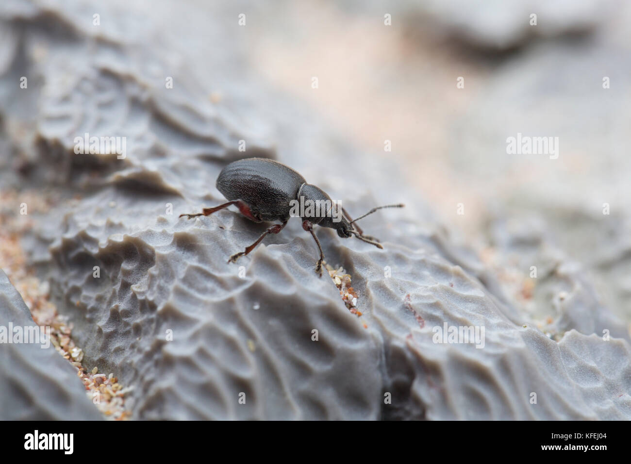 Insect weevil hi-res stock photography and images - Alamy