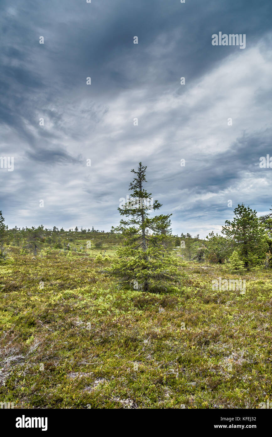 northern summer,Finnish landscape,summer landscape Stock Photo - Alamy