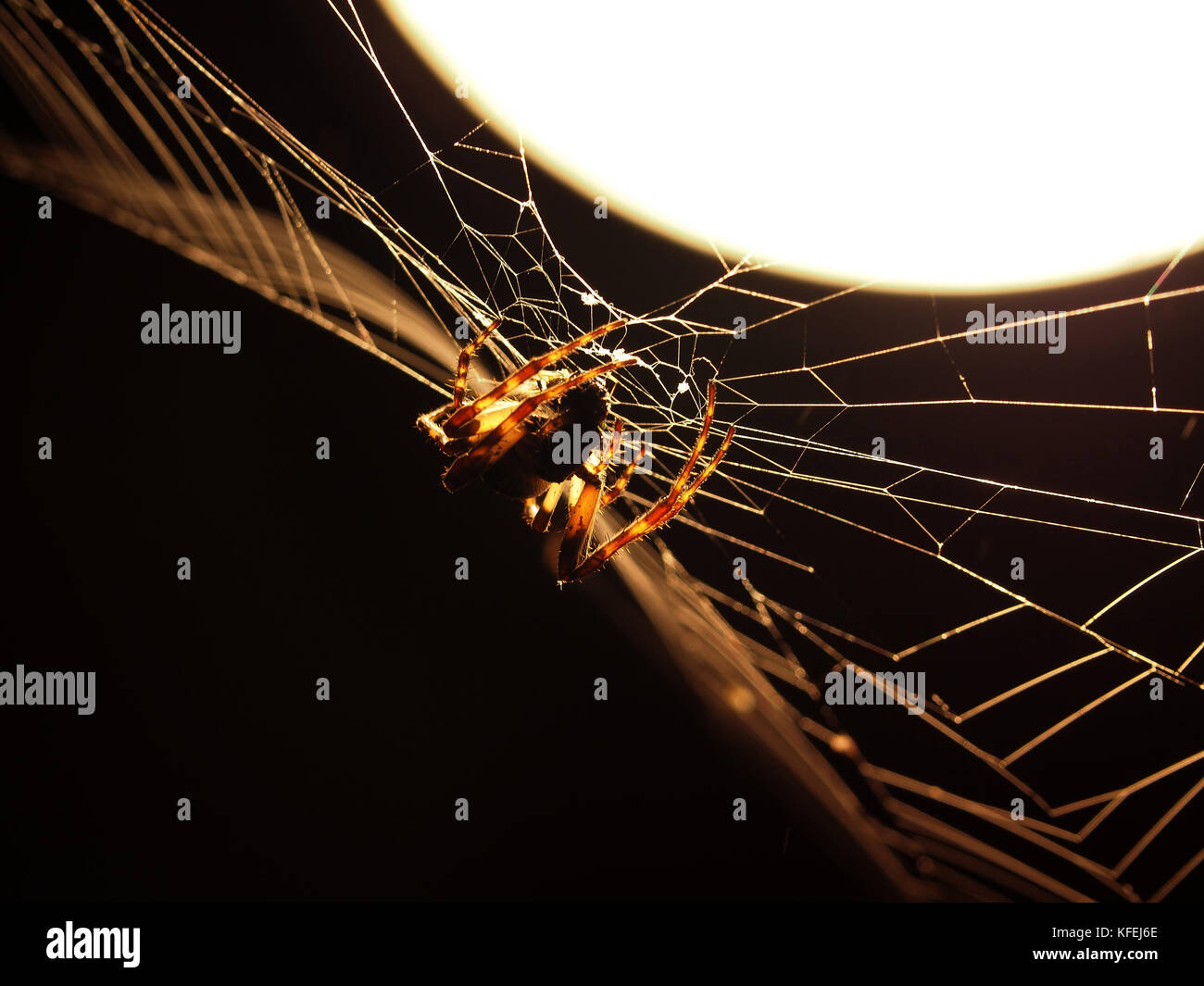 Insect clip art hi-res stock photography and images - Alamy