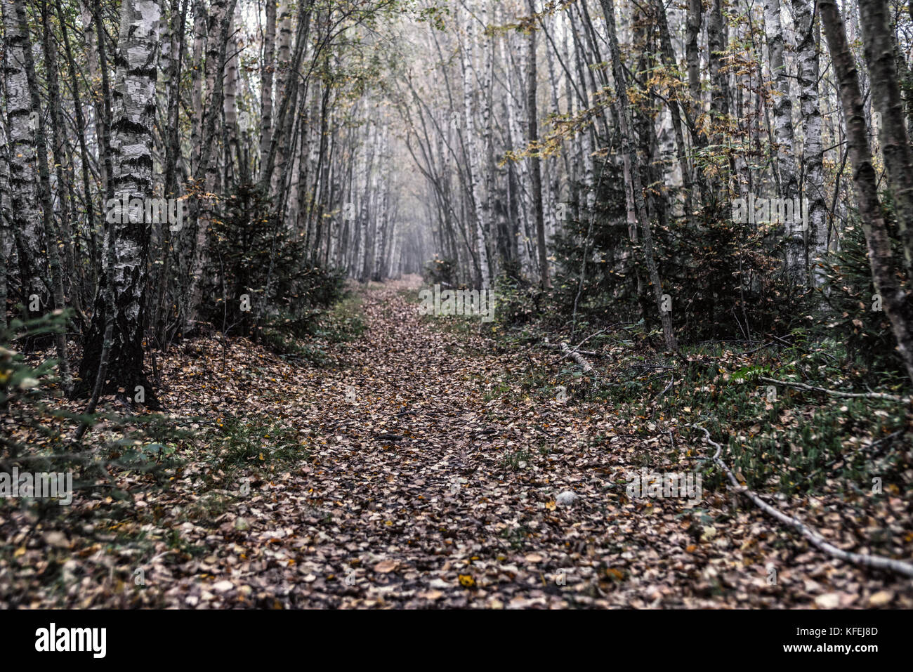 Path through forest in autumn with colorful leaves on the ground ...