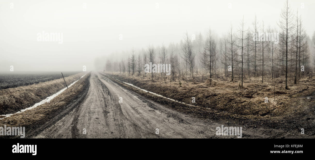 road wet muddy. Melancholic forest Stock Photo - Alamy