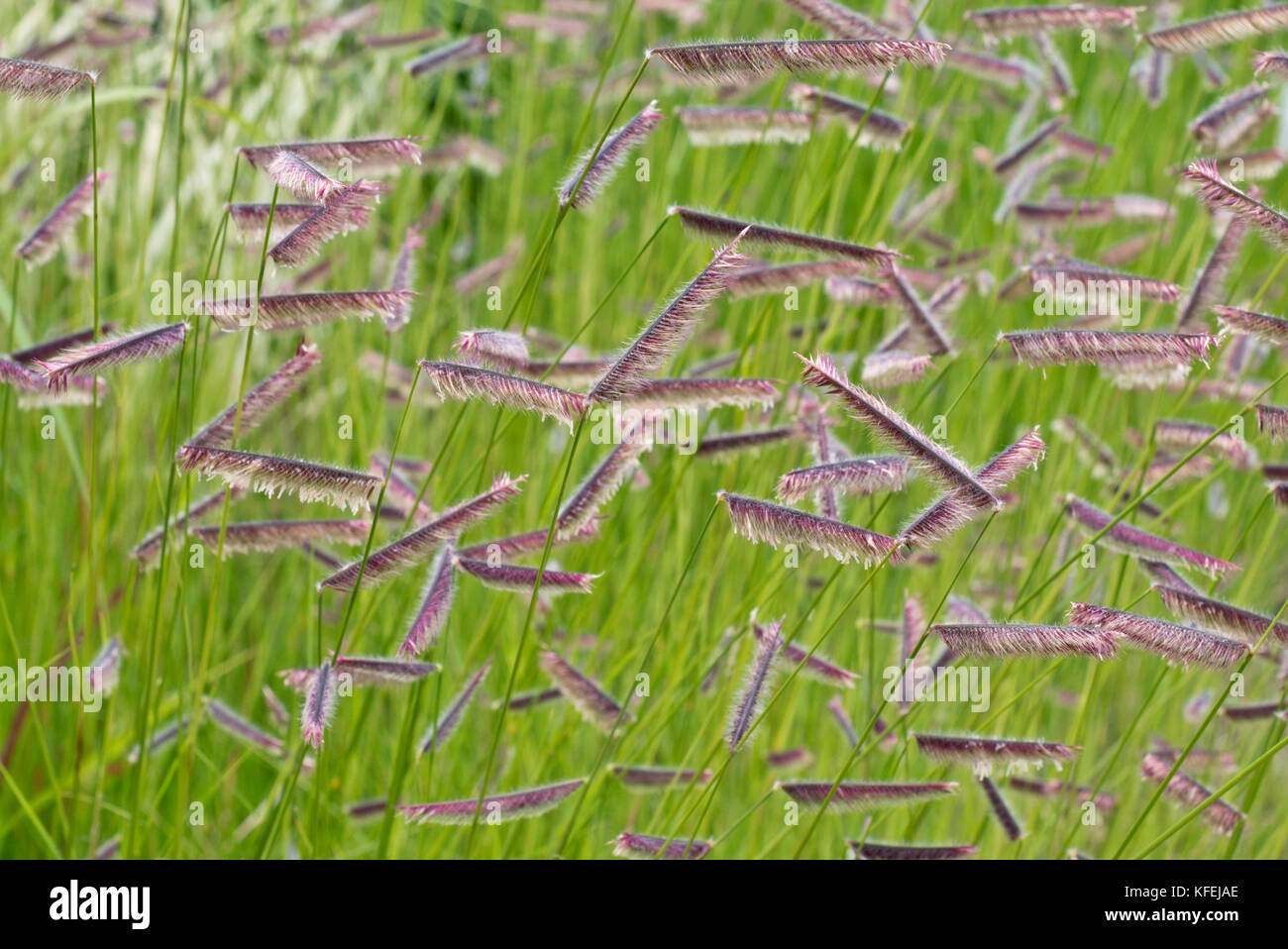 Mosquito grass (Bouteloua gracilis Stock Photo - Alamy