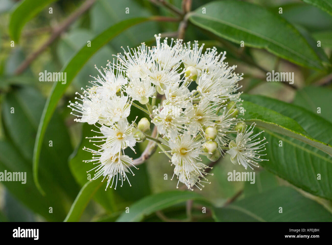 Lemon scented myrtle (Backhousia citriodora Stock Photo - Alamy
