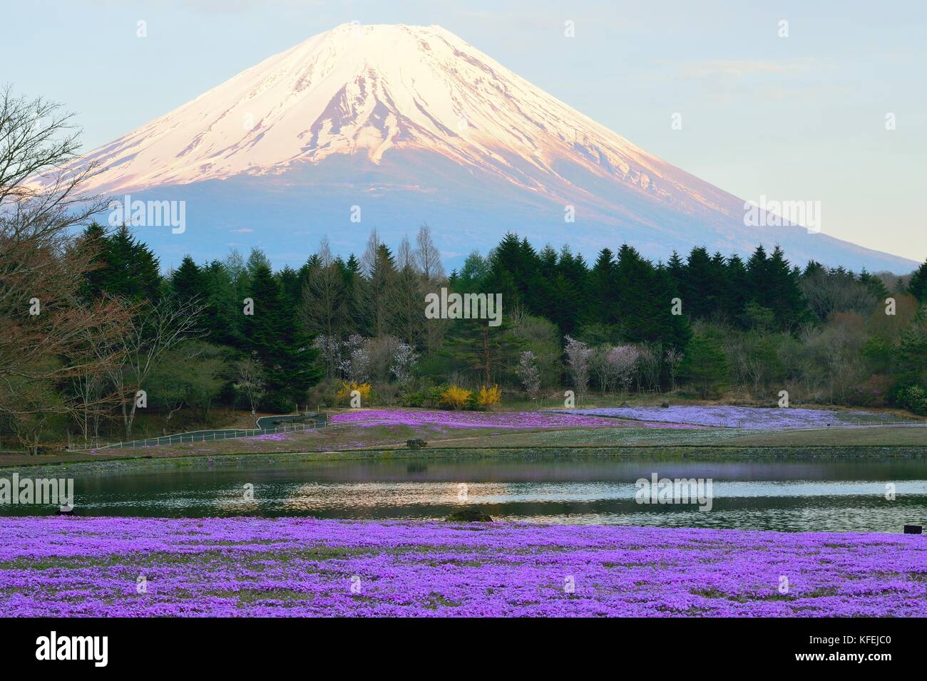 Landscape of Japanese Spring Shibazakura blossoms at Mount Fuji valley ...