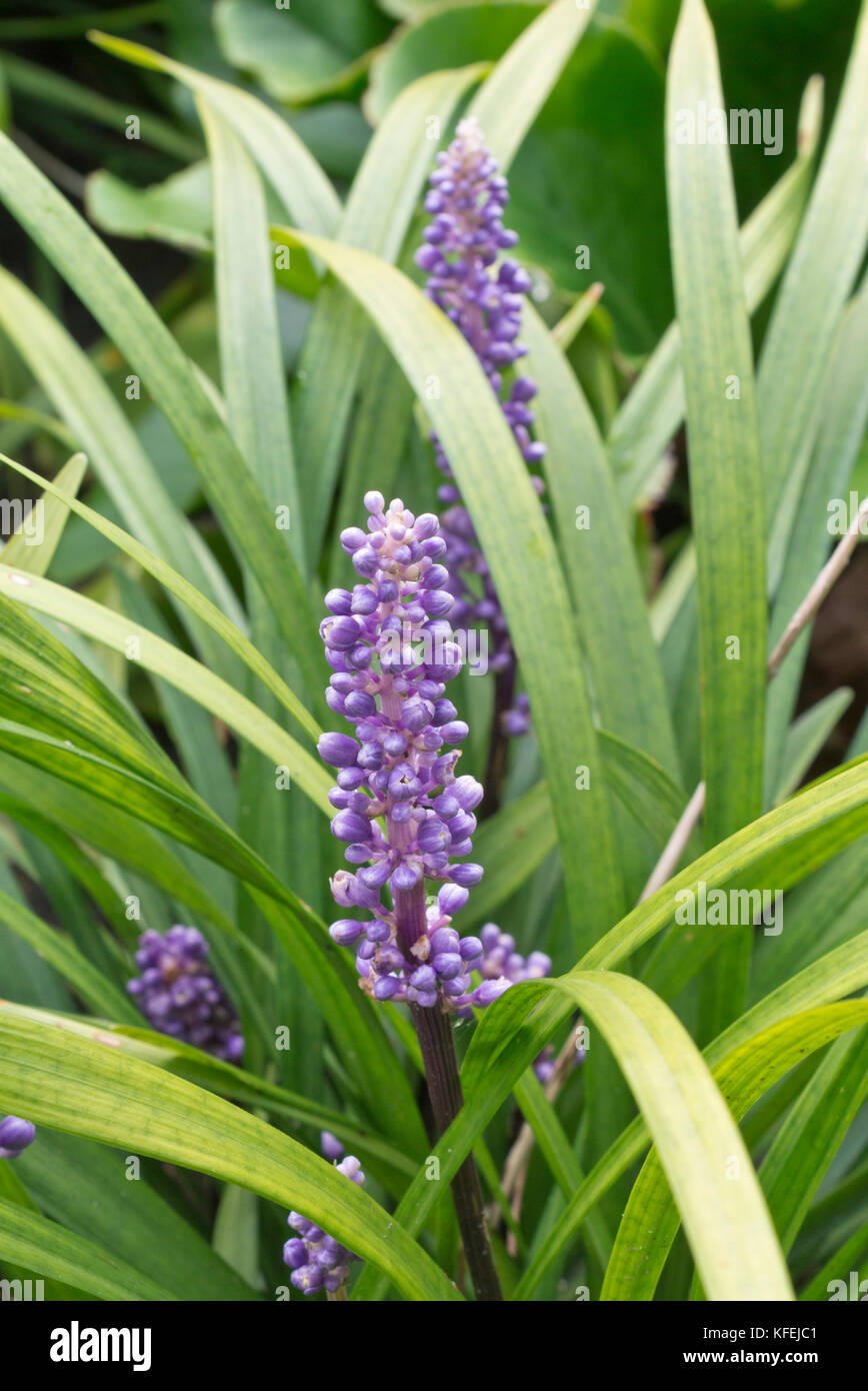 Colutea hi-res stock photography and images - Alamy