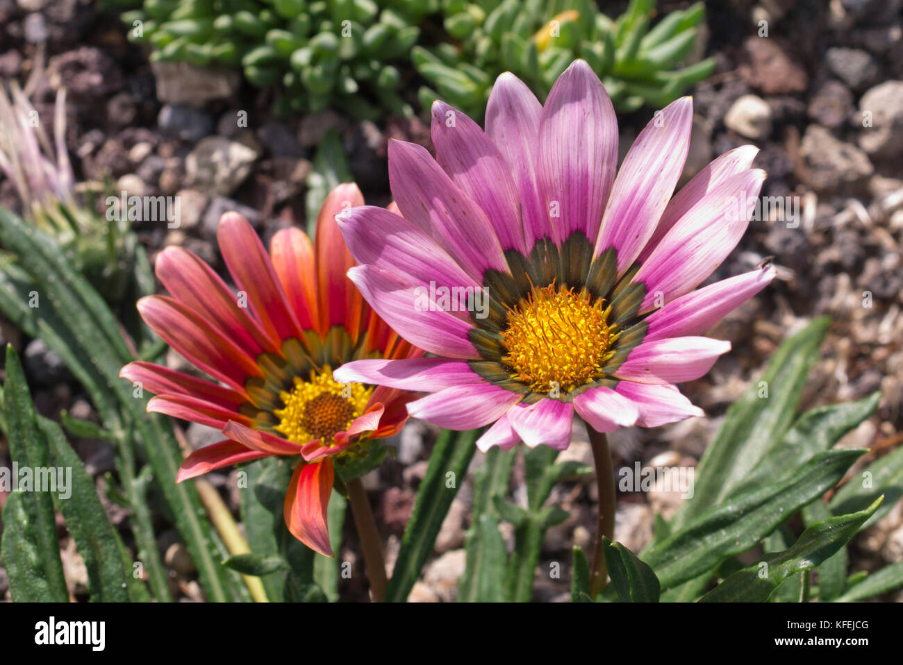 Treasure flower (Gazania Stock Photo - Alamy