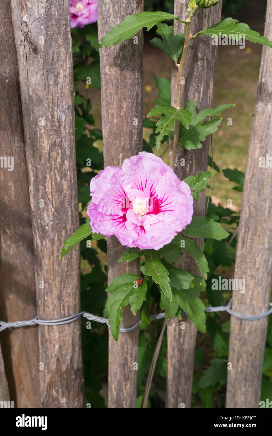 Common hibiscus (Hibiscus syriacus) at a wooden fence Stock Photo - Alamy