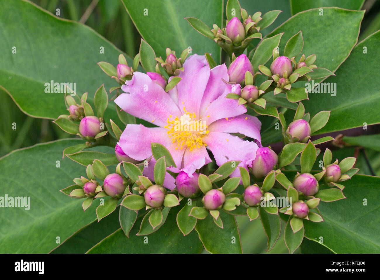 Rose cactus hi-res stock photography and images - Alamy