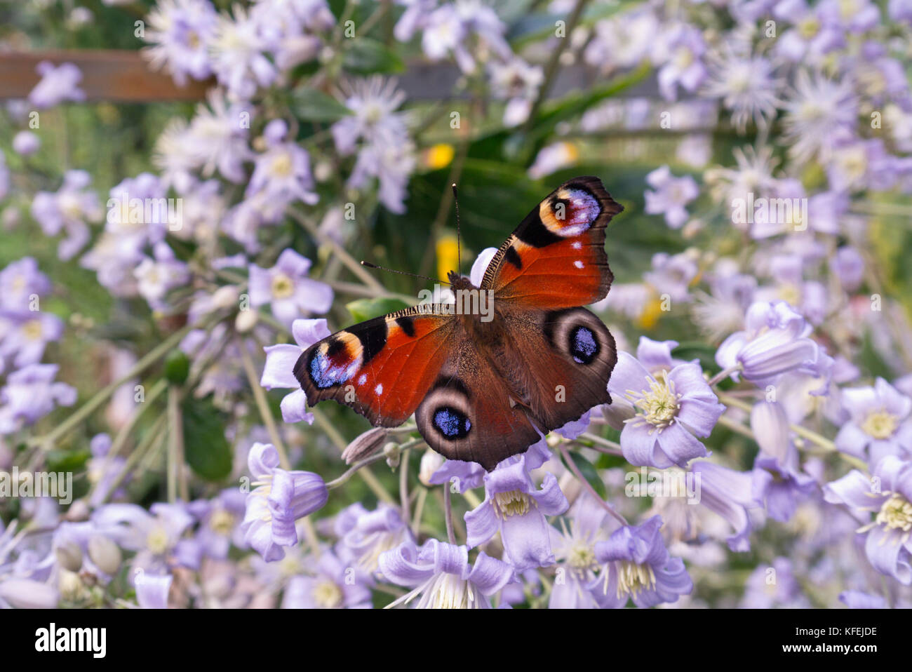 Clematis butterflies hi-res stock photography and images - Alamy