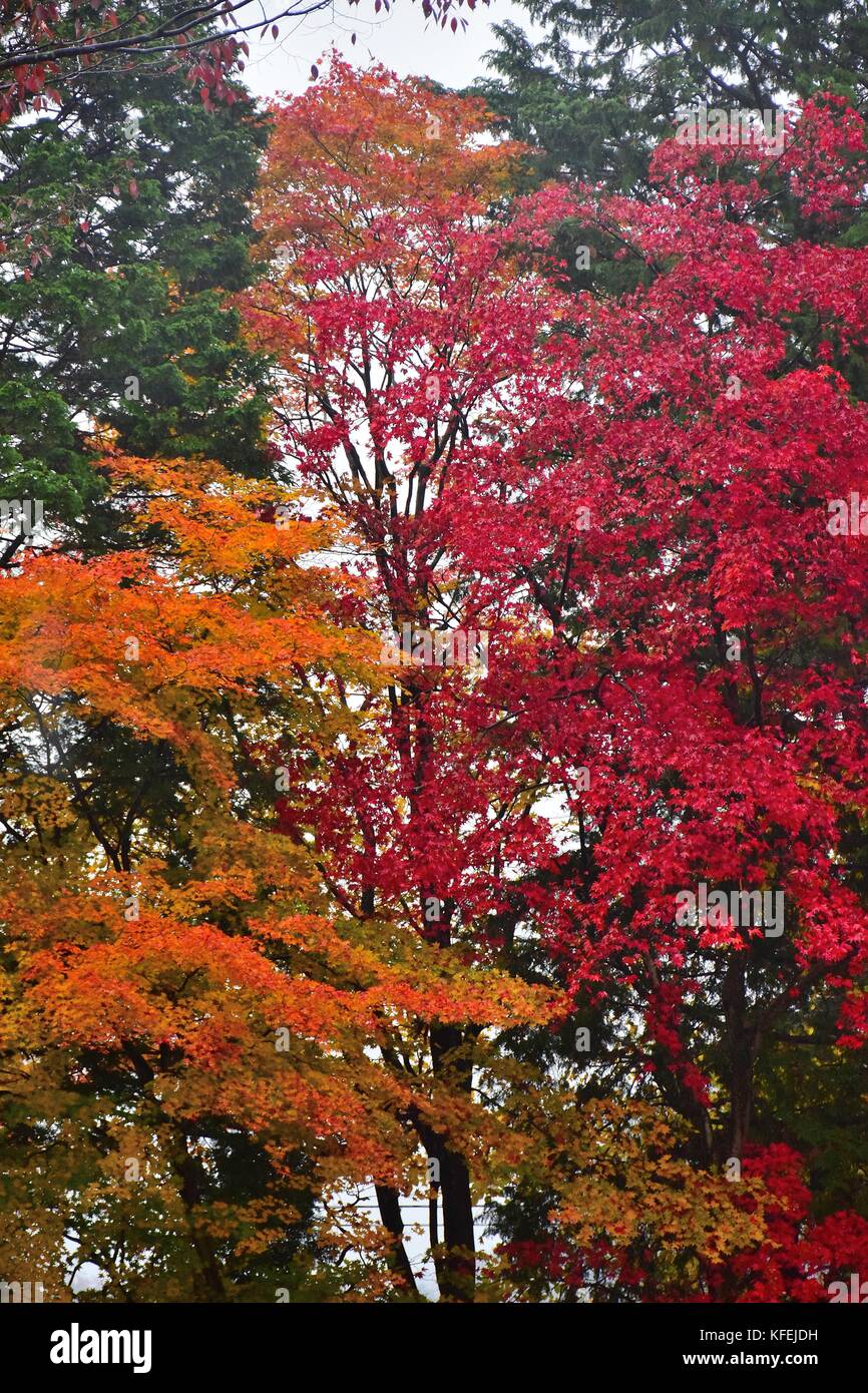Landscape of colorful Japanese Autumn Maple tree Stock Photo - Alamy