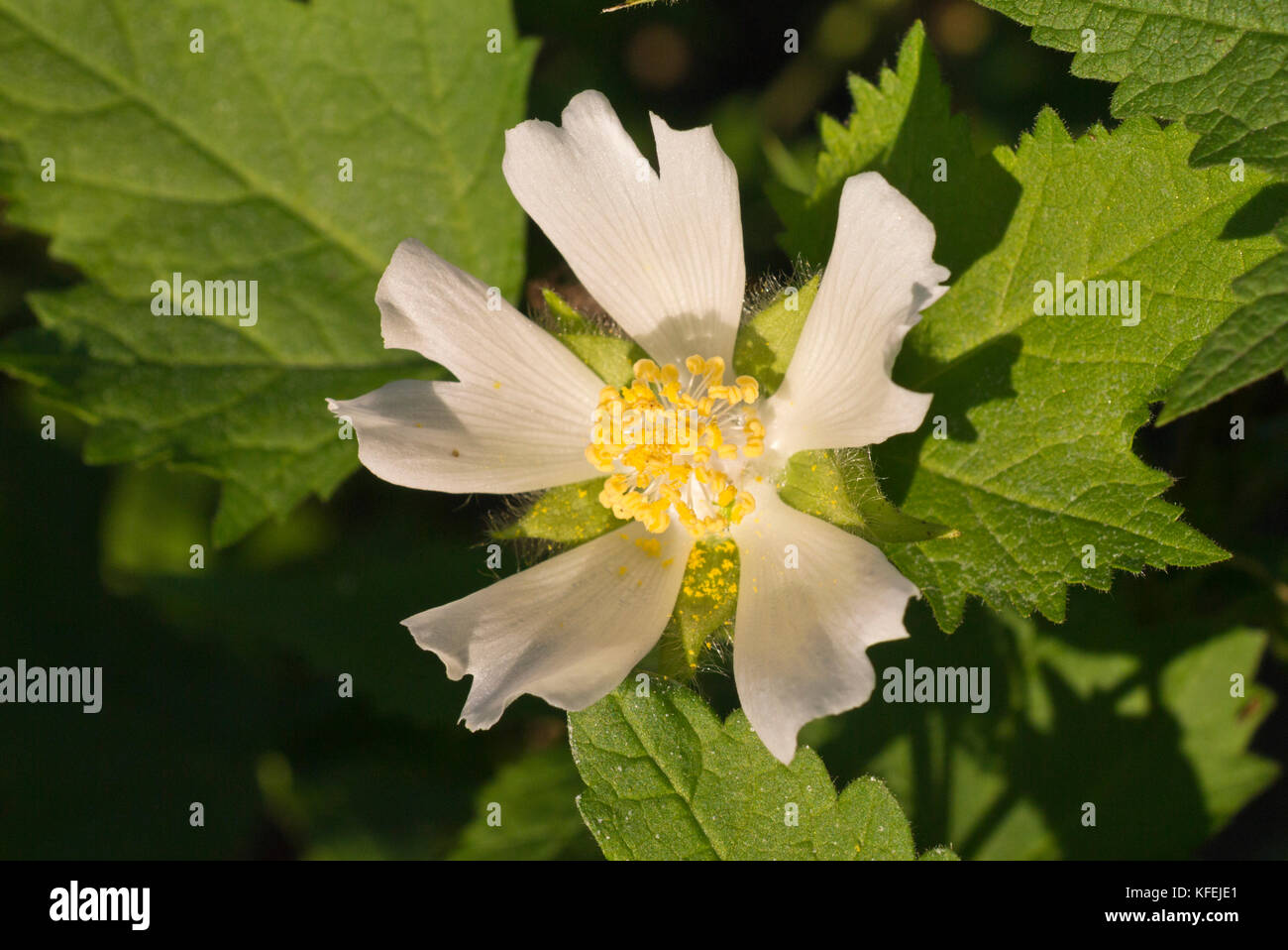 Chinese mallow (Malva verticillata Stock Photo - Alamy