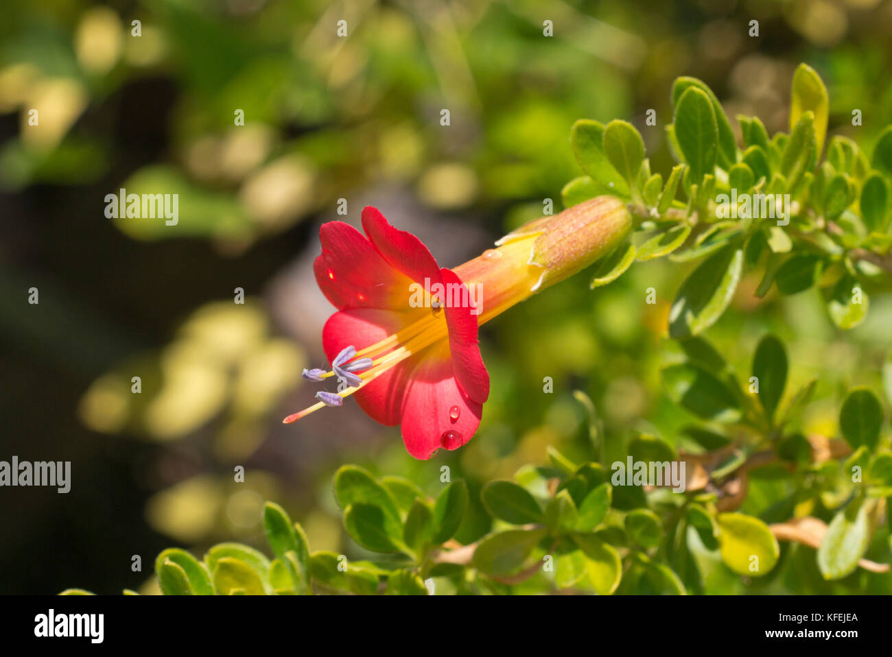 Cantua flower hi-res stock photography and images - Alamy