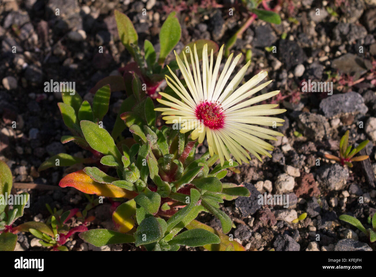 Dorotheanthus hi-res stock photography and images - Alamy