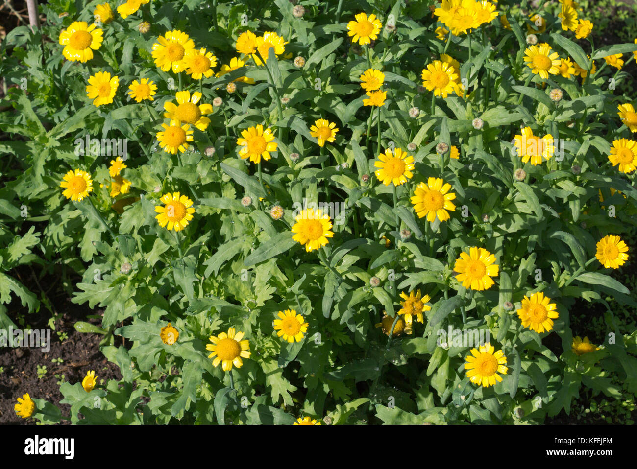 Corn marigold (Glebionis segetum syn. Chrysanthemum segetum Stock Photo ...