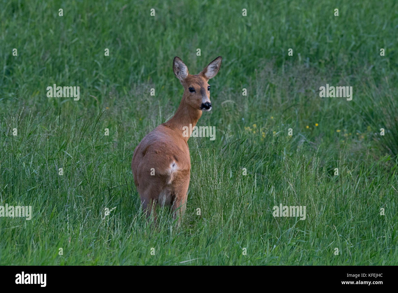 Roe doe feeding on a pasture-ground, Scania Sweden Stock Photo - Alamy