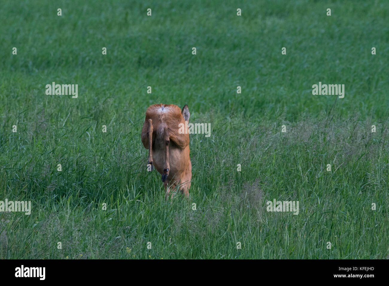 Roe doe feeding on a pasture-ground, Scania Sweden Stock Photo - Alamy