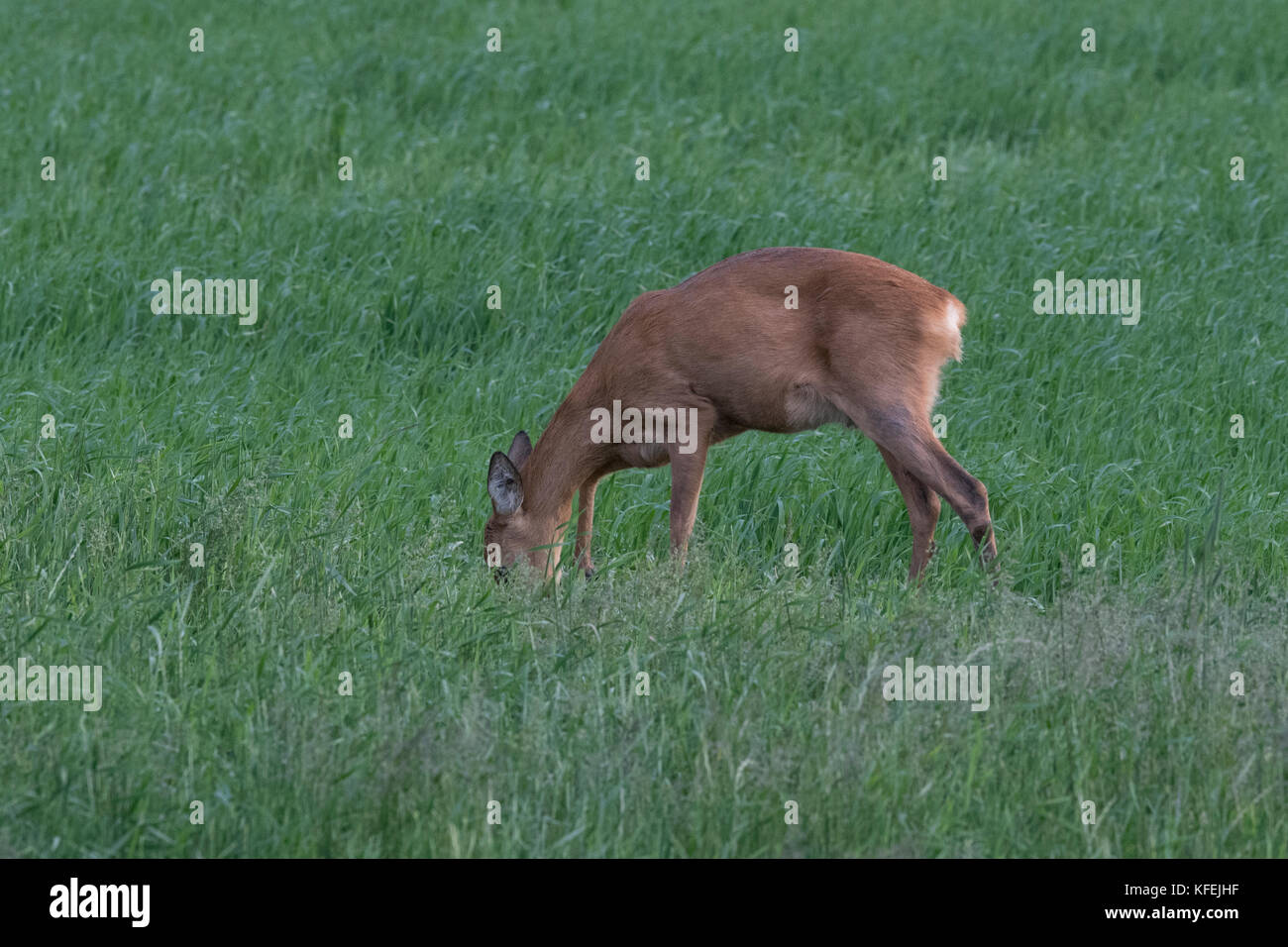 Roe doe feeding on a pasture-ground, Scania Sweden Stock Photo - Alamy