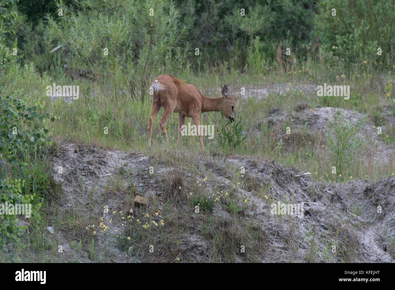Roe doe feeding from plants in a gravel pit, Scania Sweden Stock Photo ...